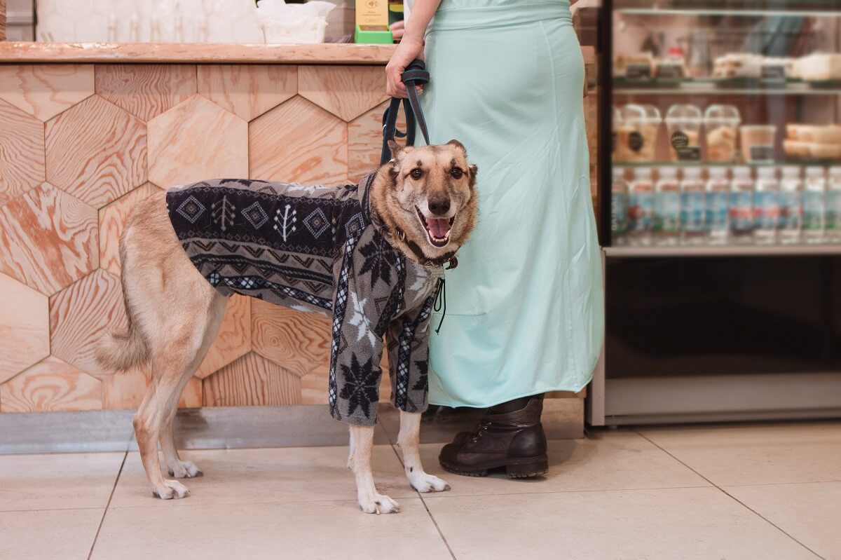 Trendy Pet Clothes Patterns for Pet Fashion Lovers