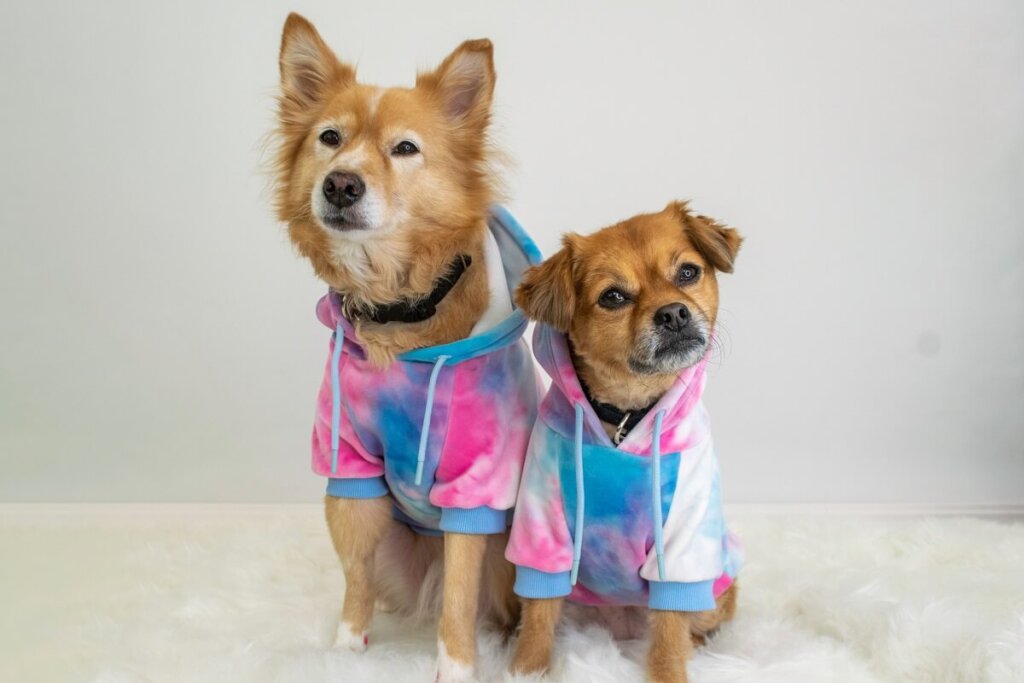 Trendy Pet Clothes Patterns for Pet Fashion Lovers