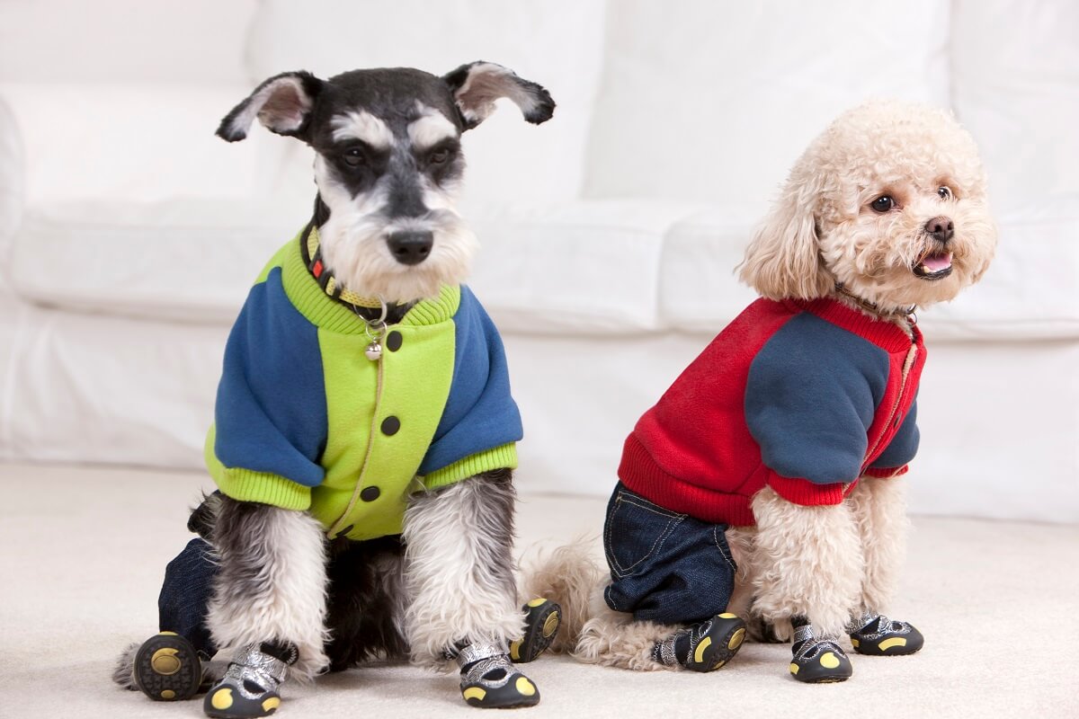 Trendy Pet Clothes Patterns for Pet Fashion Lovers